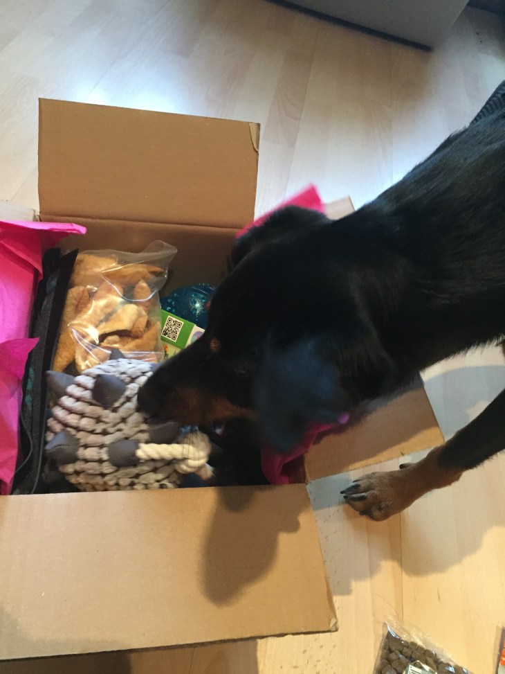 Unboxing: Dogz Box Jubiläumsbox – Die Plaudertasche