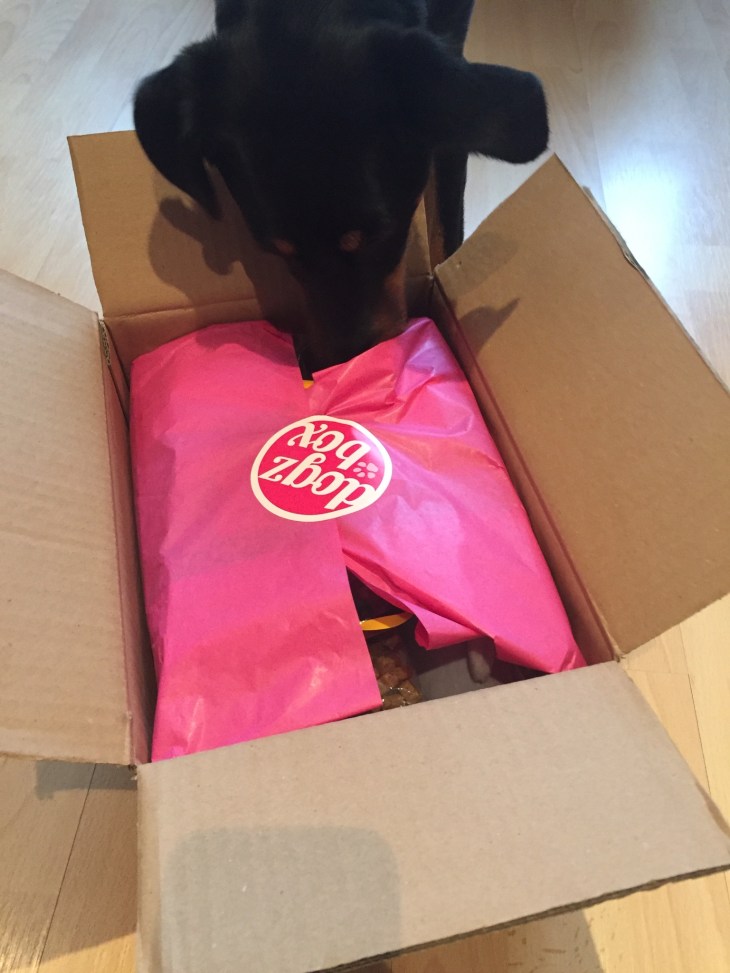 Unboxing: Dogz Box Jubiläumsbox – Die Plaudertasche